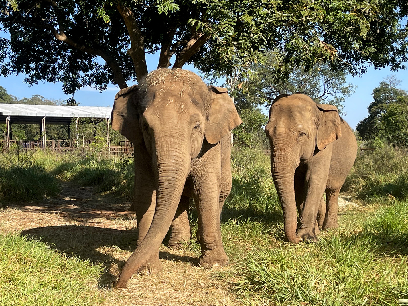 Campanha Pocha & Guillermina | Associação Santuário de Elefantes Brasil