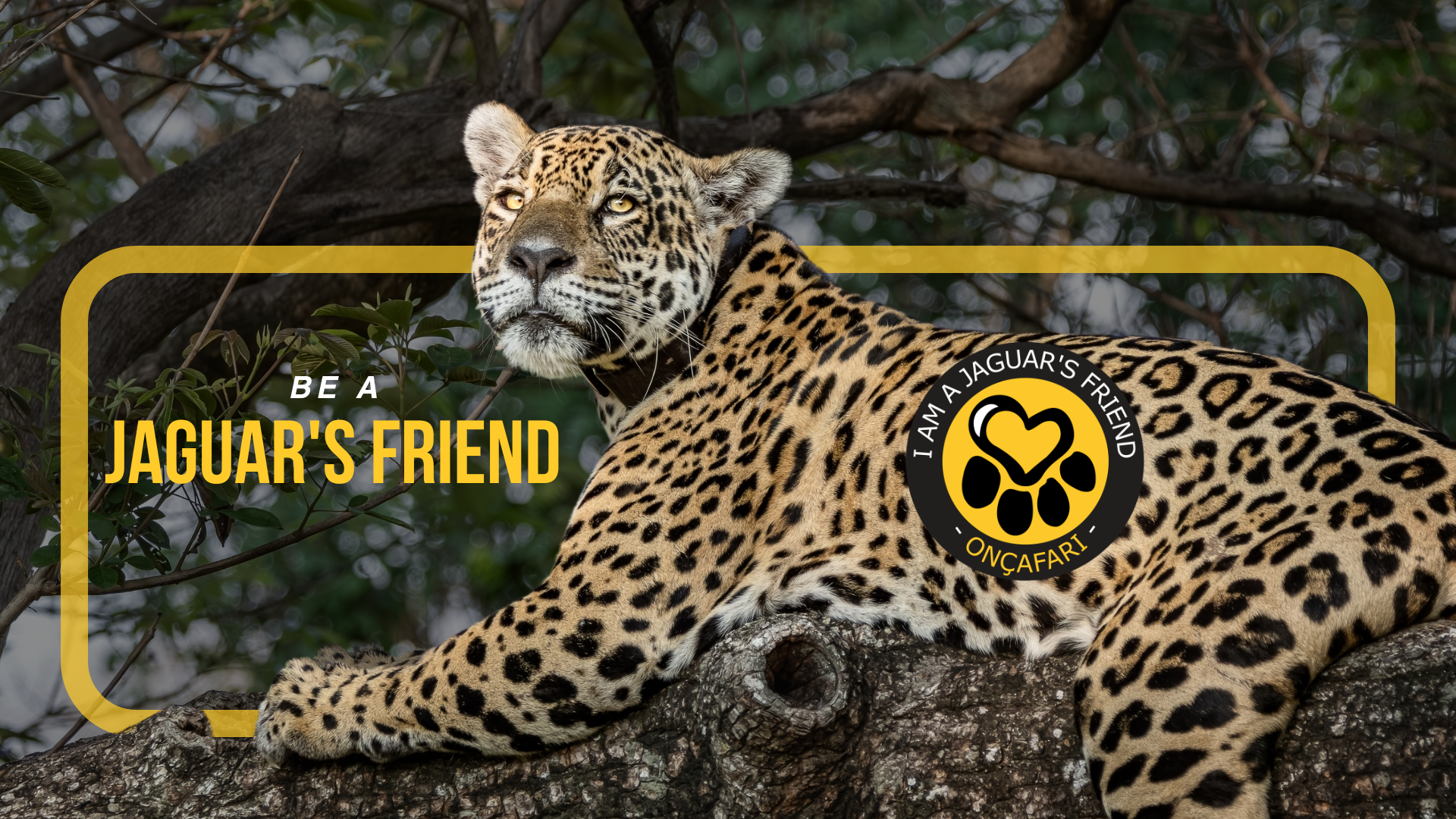 Jaguar's Friend - Onçafari | Onçafari